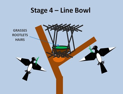 Watching the World Wake Up: Magpies Part 1: The Basics